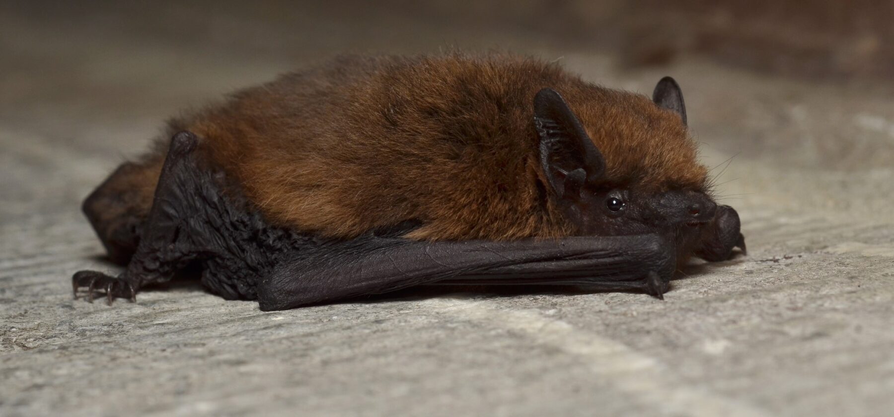 Gewone dwergvleermuis - NKNB
